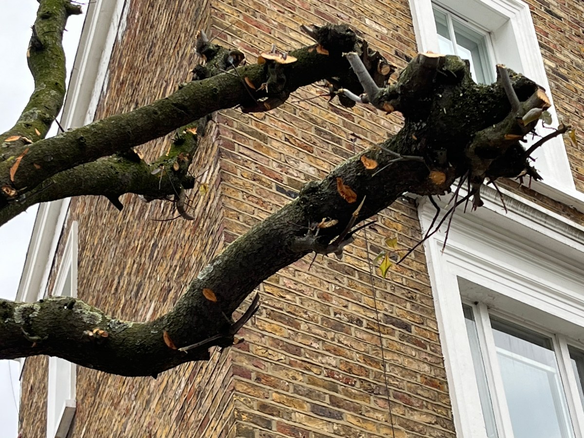 How to kill a tree – West Kentish Town